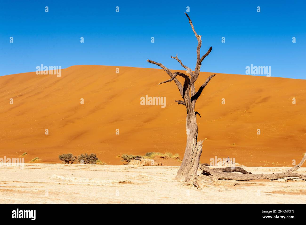 Landscape shot of the iconic dead trees of the Namibian deadvlei area ...