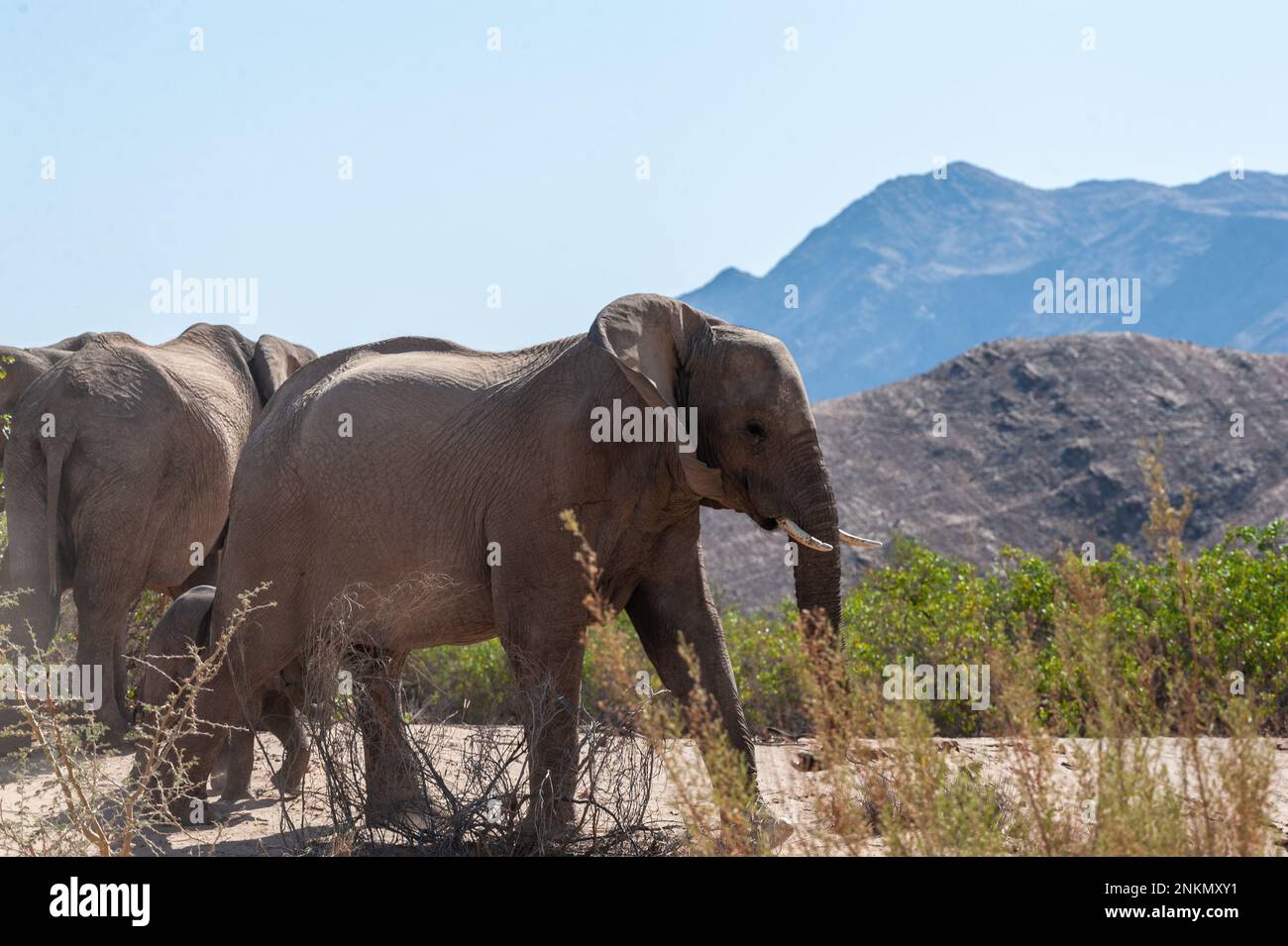 Detail of a herd of desert elephants in Northern Namibia Stock Photo ...