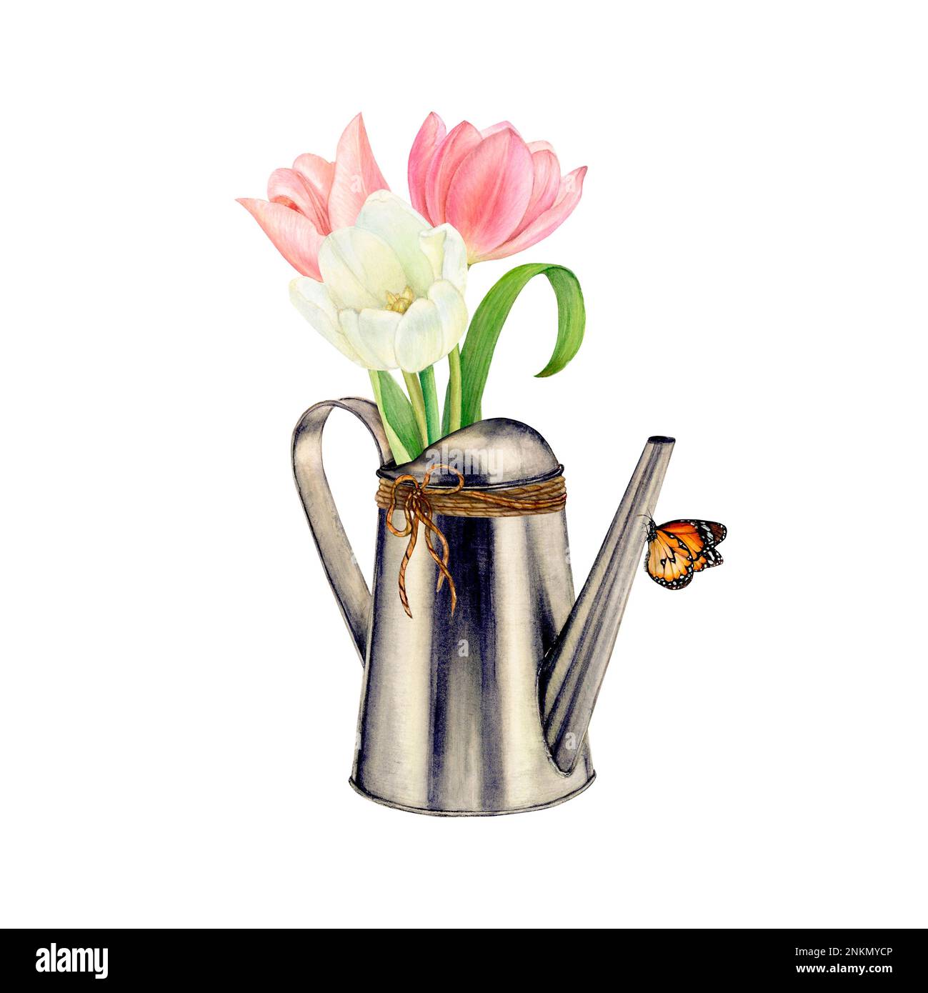 Watercolor illustration of pink and white tulips in a watering can on a ...