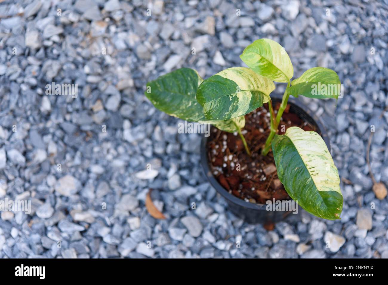 rhaphidophora puberula variegated in the pot Stock Photo - Alamy