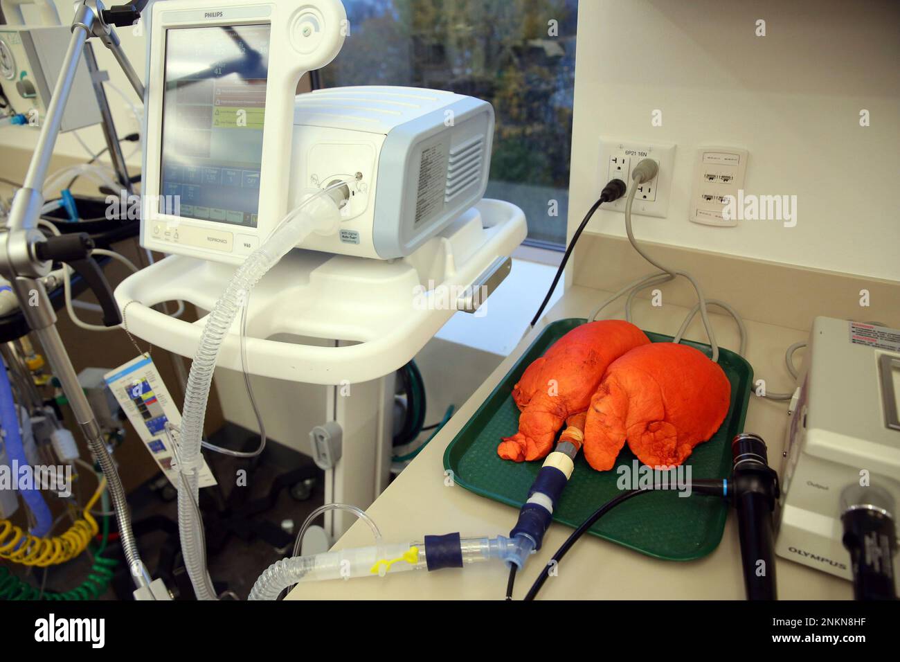 Pig lungs are inflated and deflated by a ventilator in the Respiratory ...