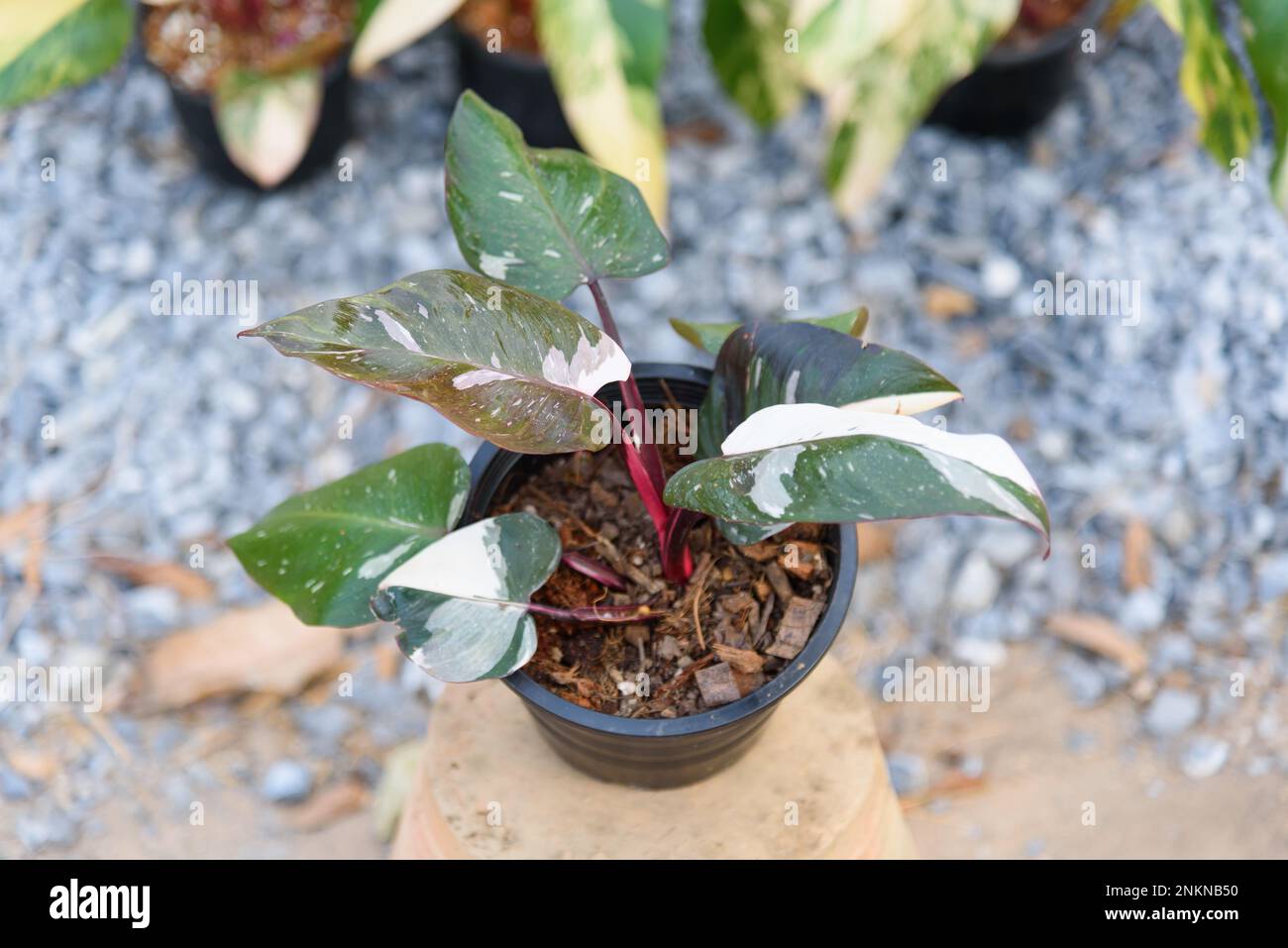 Philodendron red anderson hi-res stock photography and images - Alamy