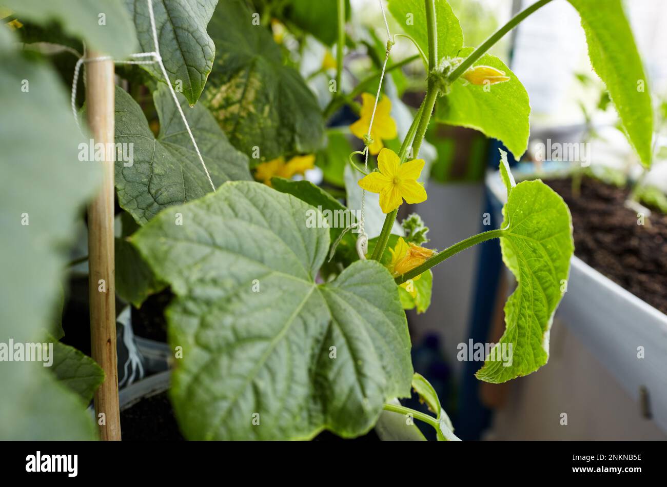 Natural cucumber grows in a greenhouse. Growing fresh vegetables in a ...