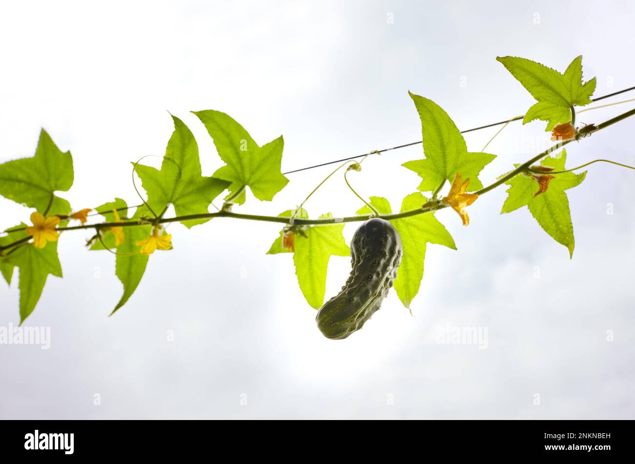 Natural cucumber grows in a greenhouse. Growing fresh vegetables on sky ...