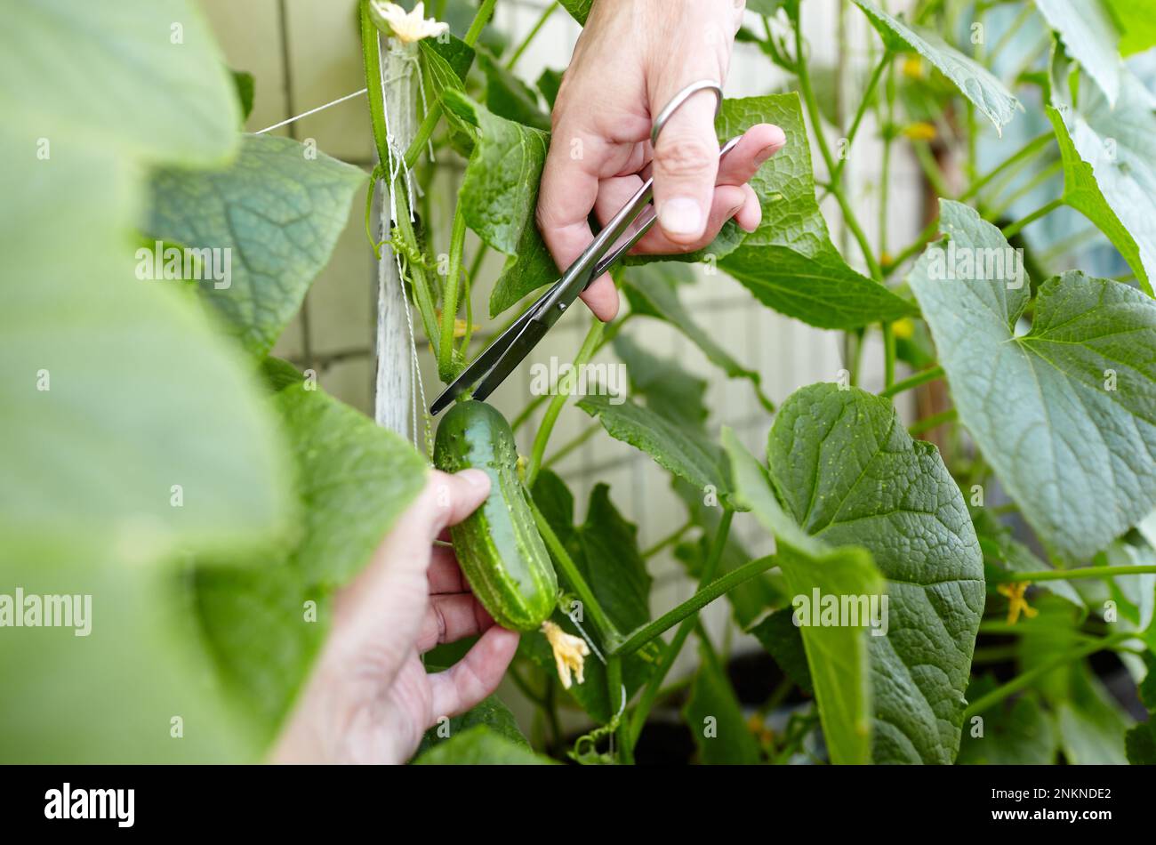 Men's hands harvests cuts the cucumber with scissors. Farmer man ...