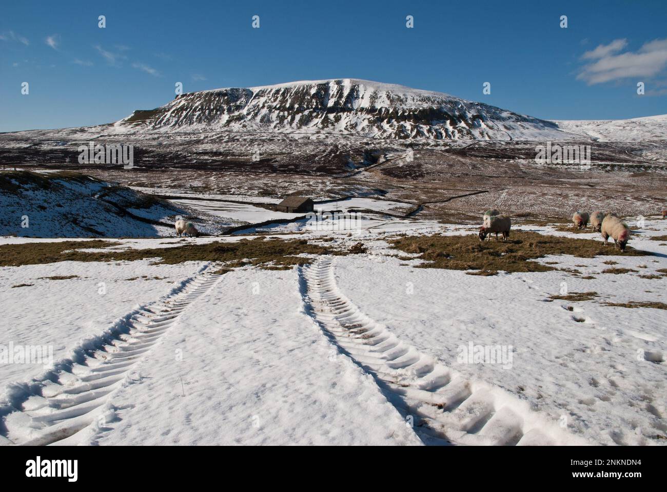 Sheep eating hay spread on snow hi-res stock photography and images - Alamy