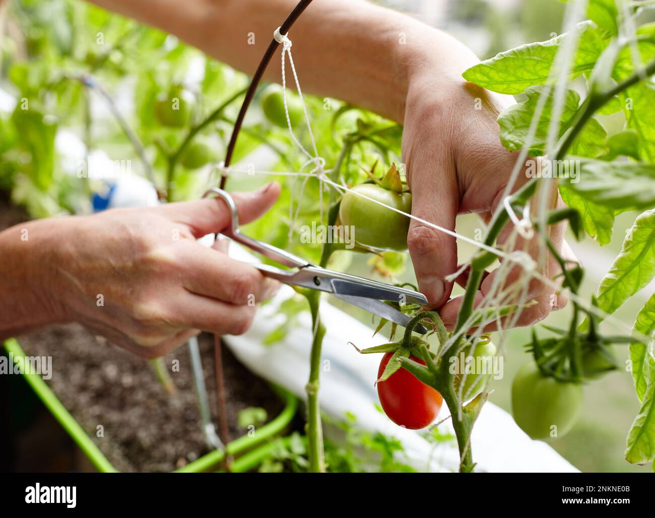 Men's hands harvests cuts the tomato plant with scissors. Farmer man ...