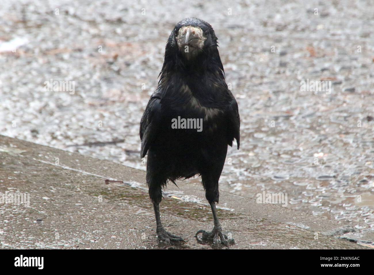 A black crow perched on a dry patch of ground, with water running from ...