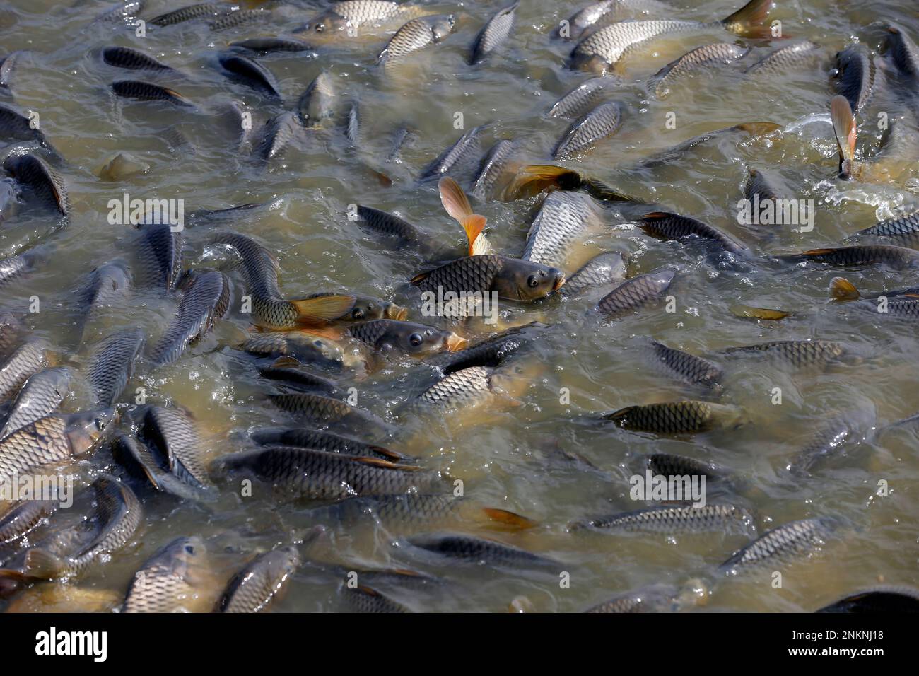 Many of the fish pond Stock Photo - Alamy