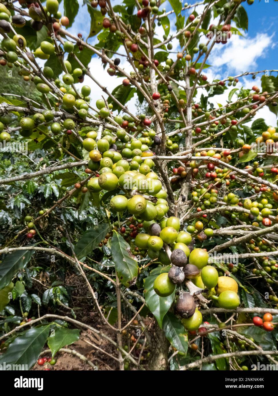 Coffee beans in various states of ripeness growing on the plant at a ...