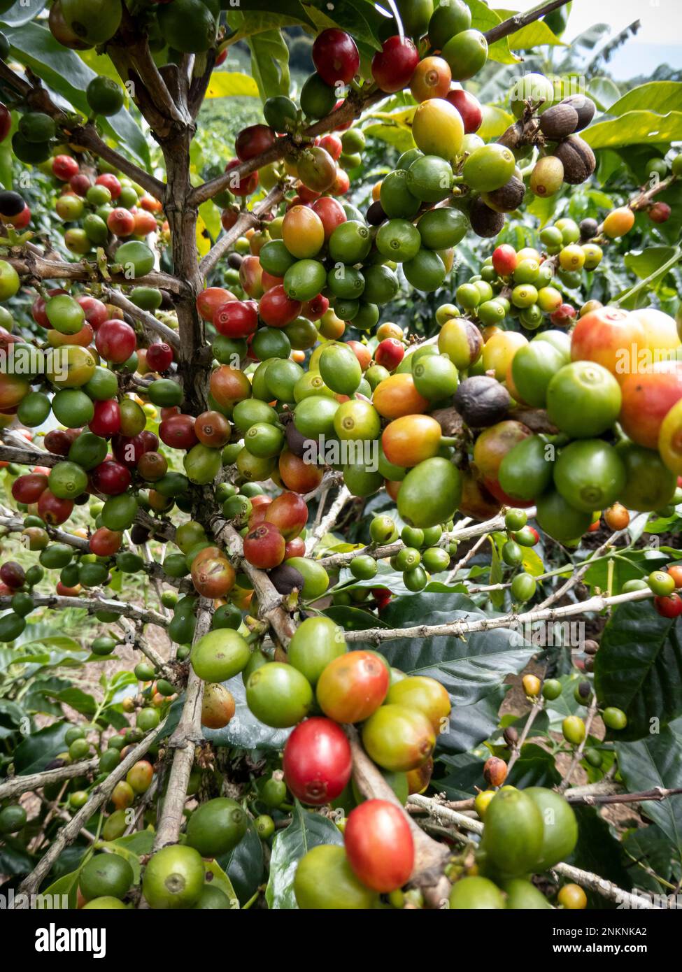 Coffee beans in various states of ripeness growing on the plant at a ...