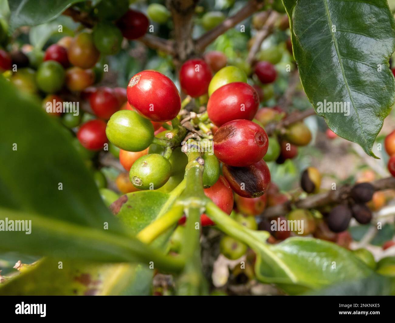 Coffee beans in various states of ripeness growing on the plant at a ...