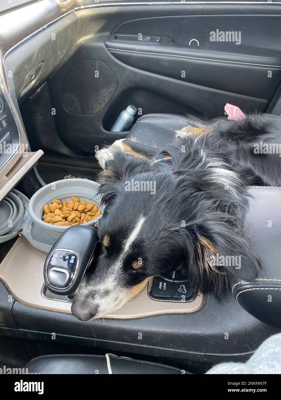 Javi, an Australian shepherd-border collie mix sleeps in a car during a ...