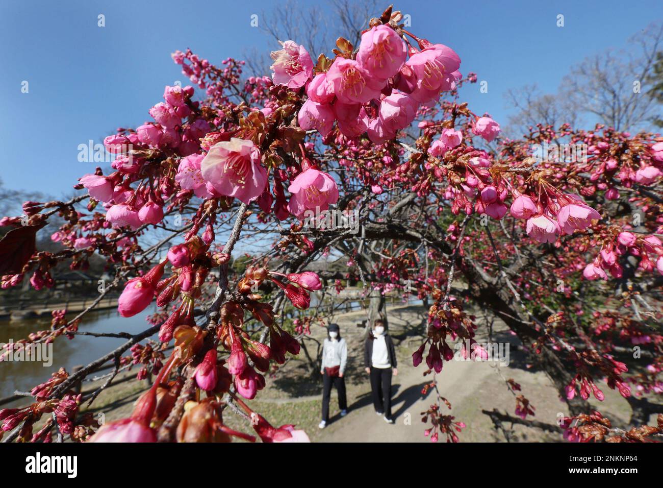 Prunus campanulata are in bloom at Suminoe Park in Osaka City, Osaka ...