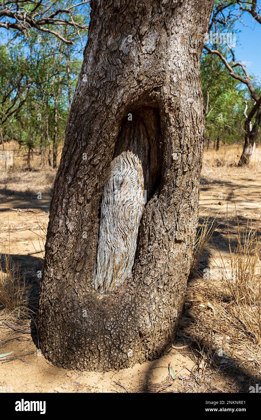 Walker's Tree at historic Burke and Wills Camp 119, marked by Walker on ...