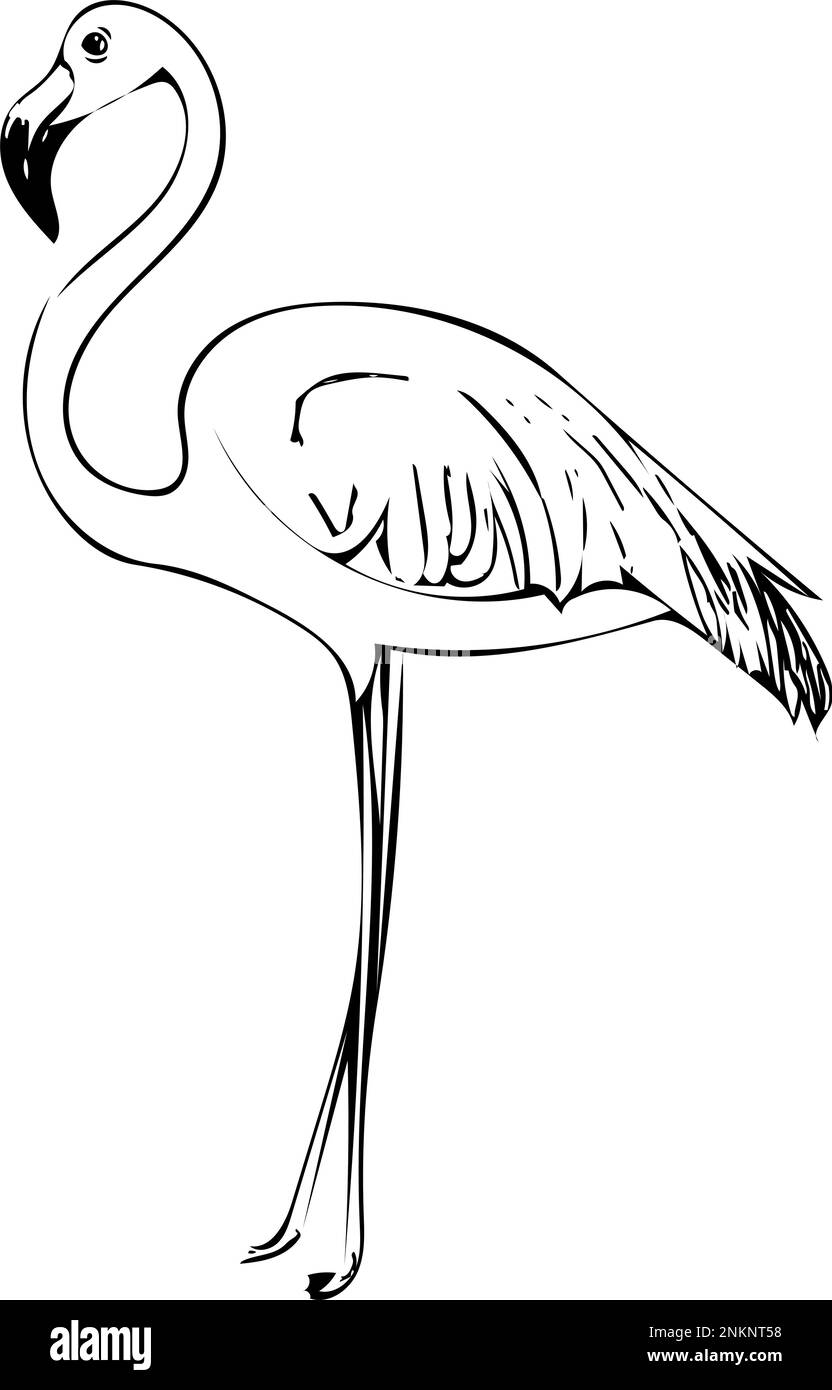 Flamingo wildlife birds Black and White Stock Photos & Images - Alamy