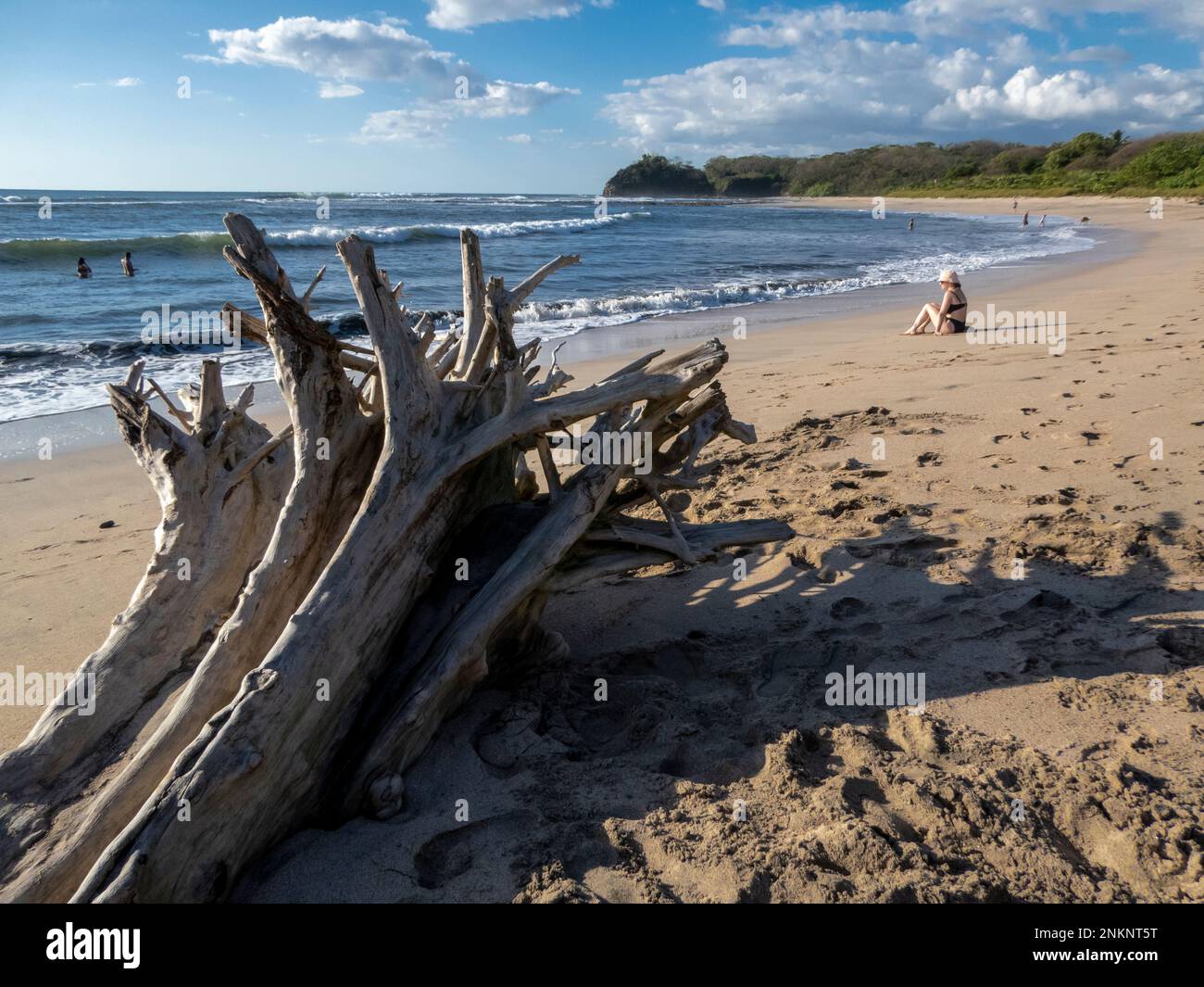 Tree stump in sea hi-res stock photography and images - Alamy