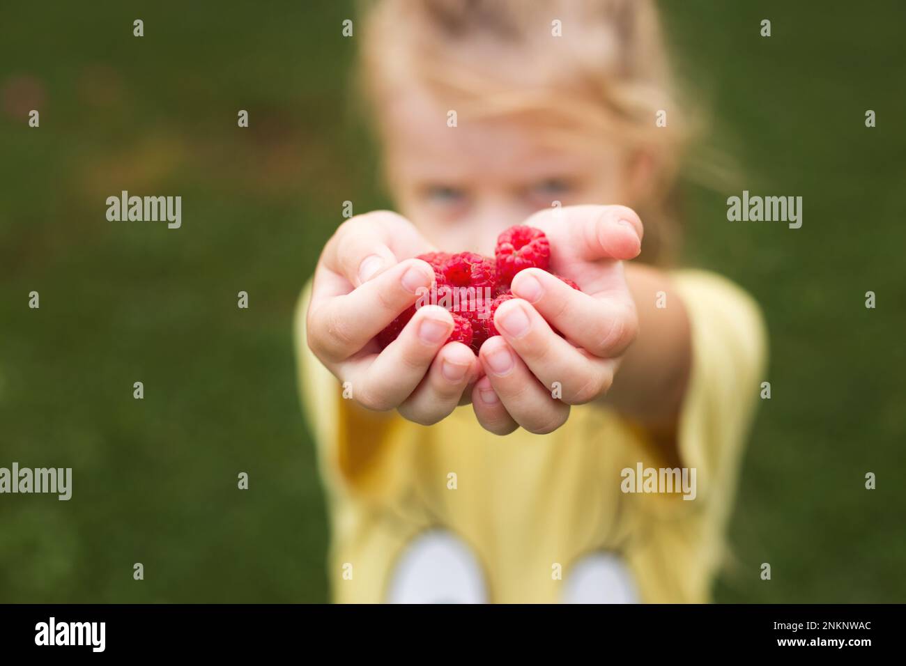 little girl child holding a handful of red berries,raspberries Stock ...