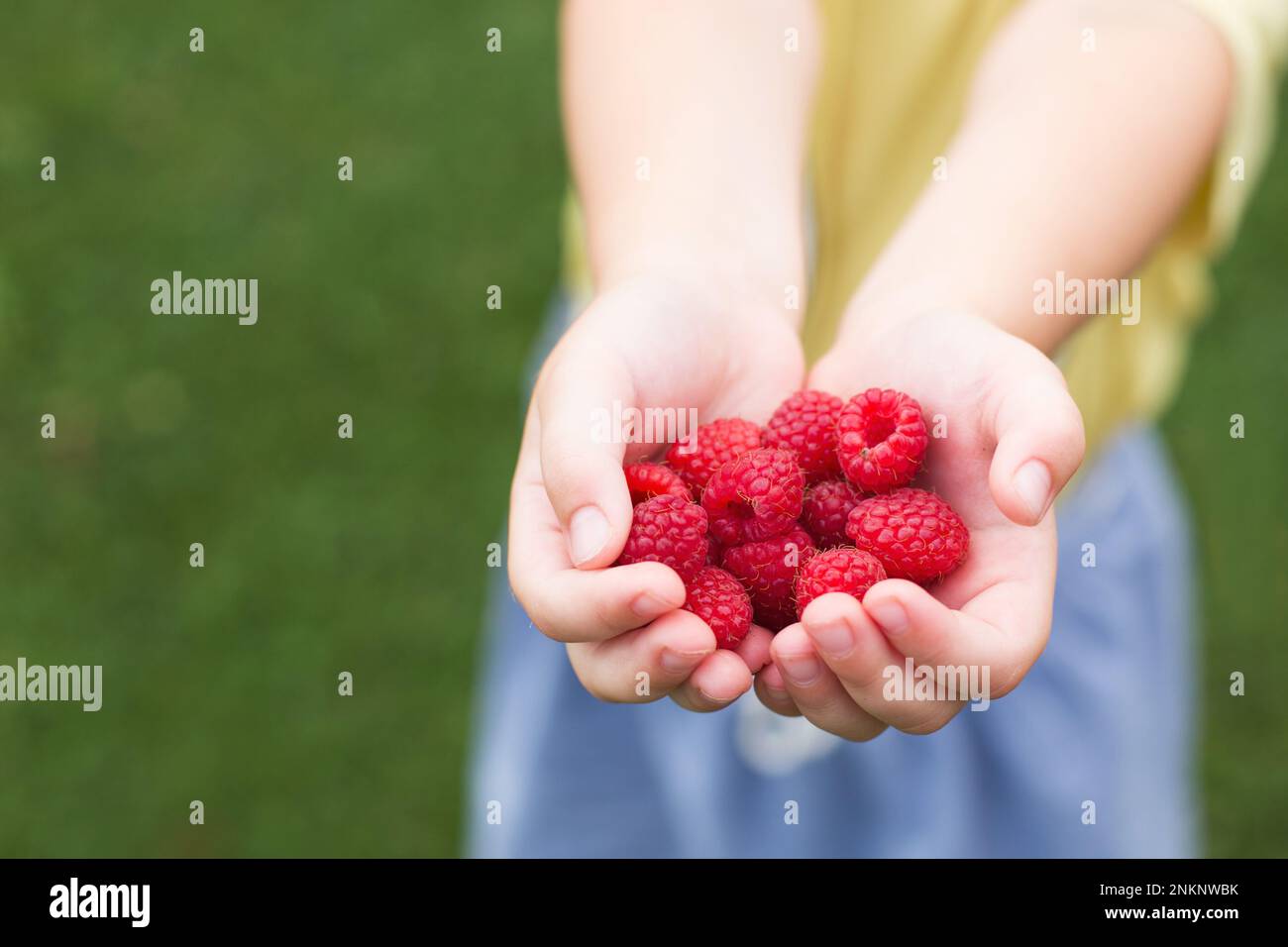 little girl child holding a handful of red berries,raspberries Stock ...