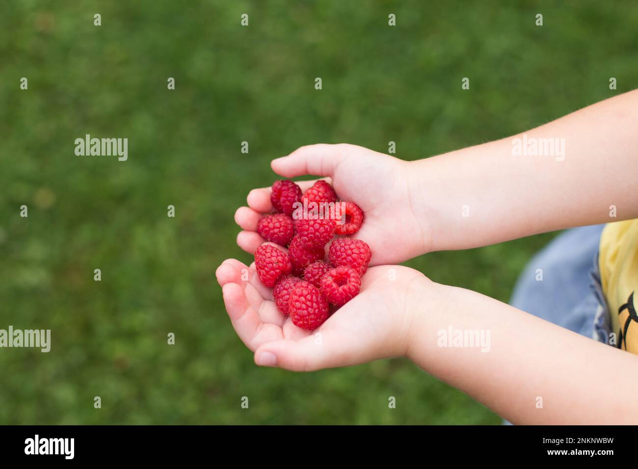 little girl child holding a handful of red berries,raspberries Stock ...