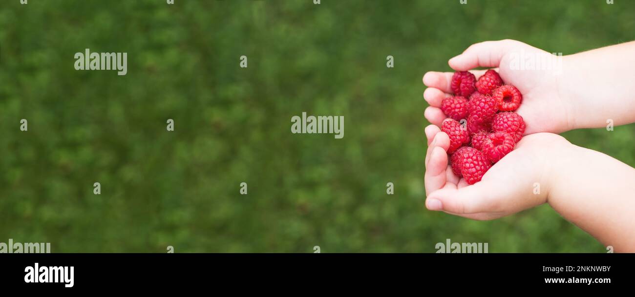 little girl child holding a handful of red berries,raspberries Stock ...