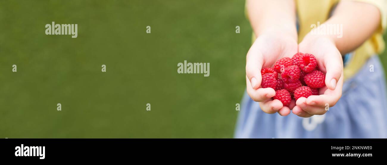 little girl child holding a handful of red berries,raspberries. banner ...