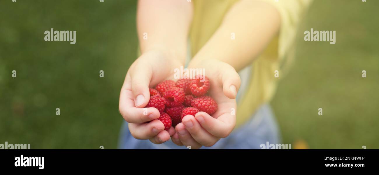 little girl child holding a handful of red berries,raspberries Stock ...