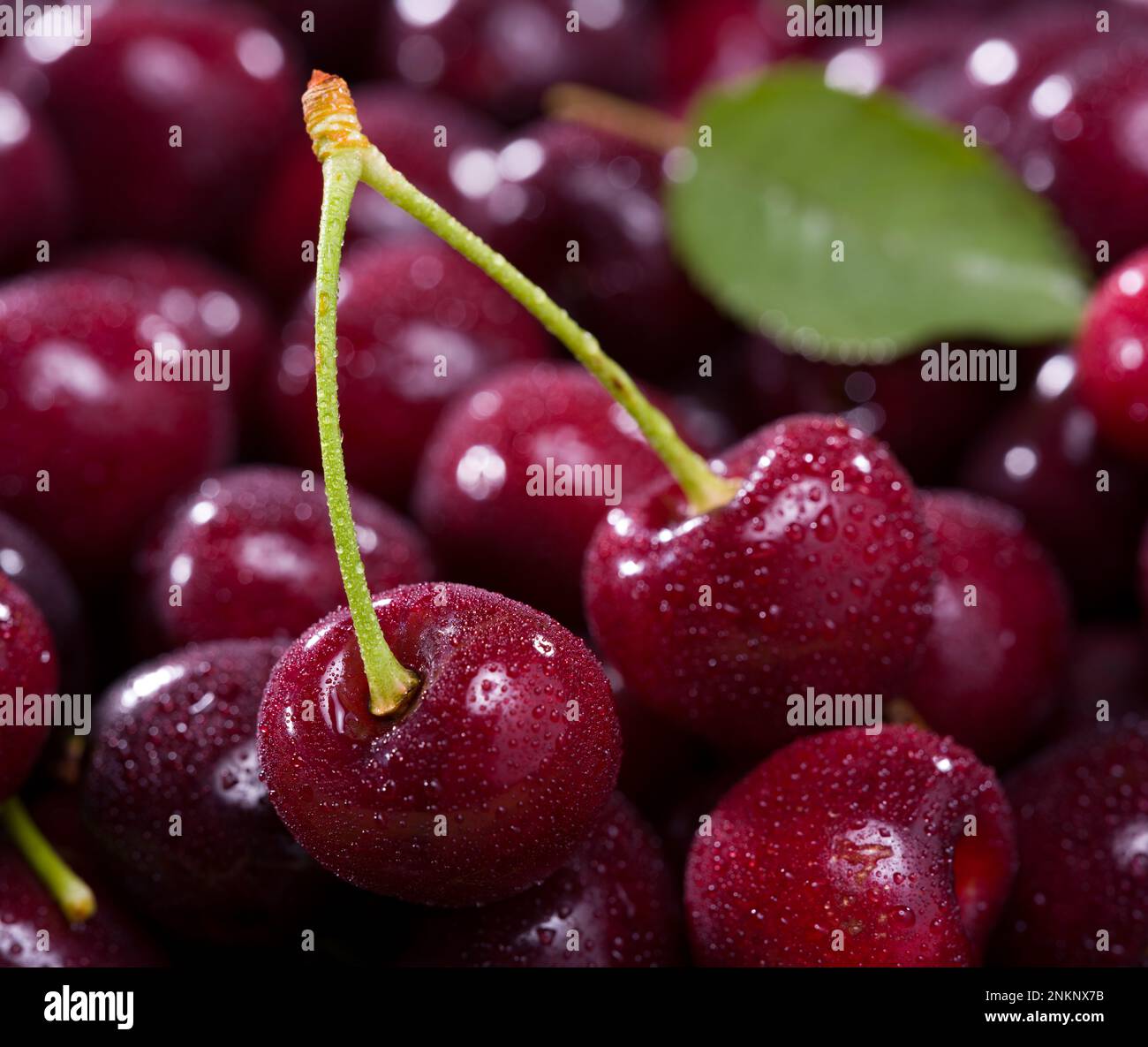 Fresh cherries close-up. Wet cherry with leaves and drops. Fruit ...