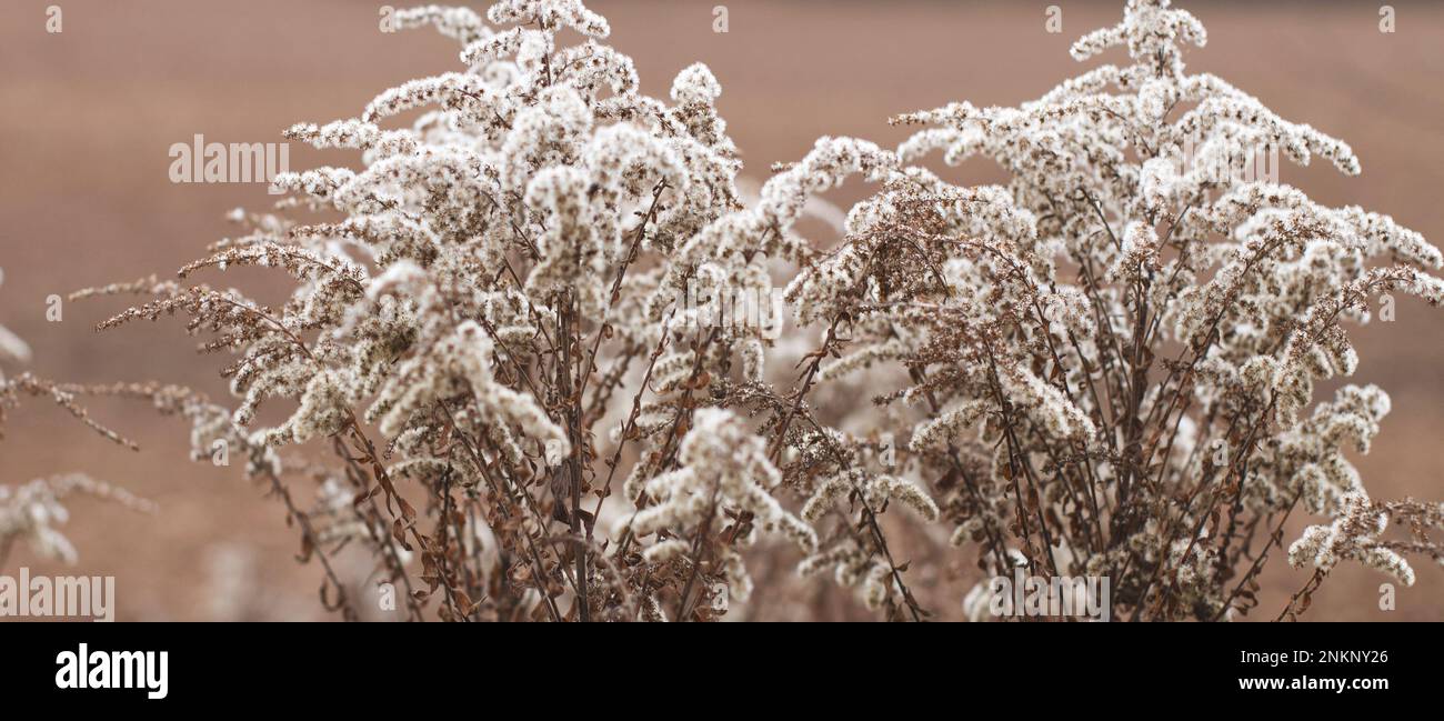 Dry soft flowers in the field on beige background Stock Photo - Alamy