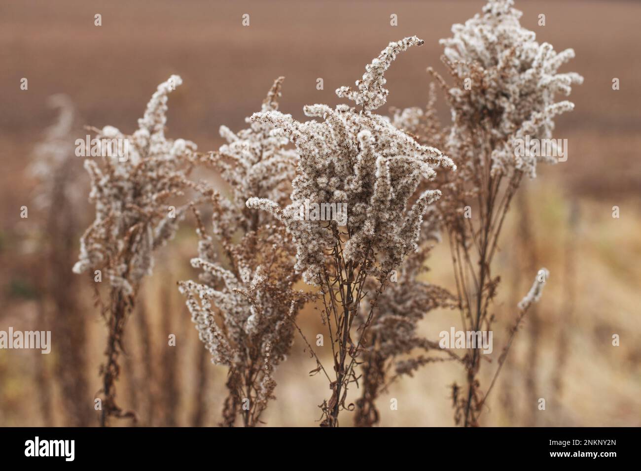 Dry soft flowers in the field on beige background Stock Photo - Alamy