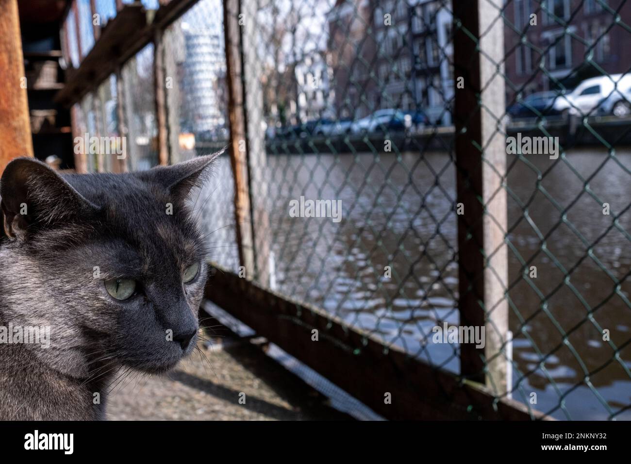 Animal de compagnie de péniche hi-res stock photography and images - Alamy