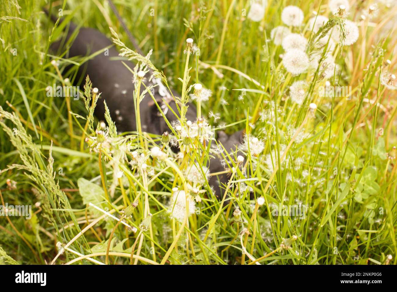 portrait of a cute dachshund dog in a field of dandelions Stock Photo ...