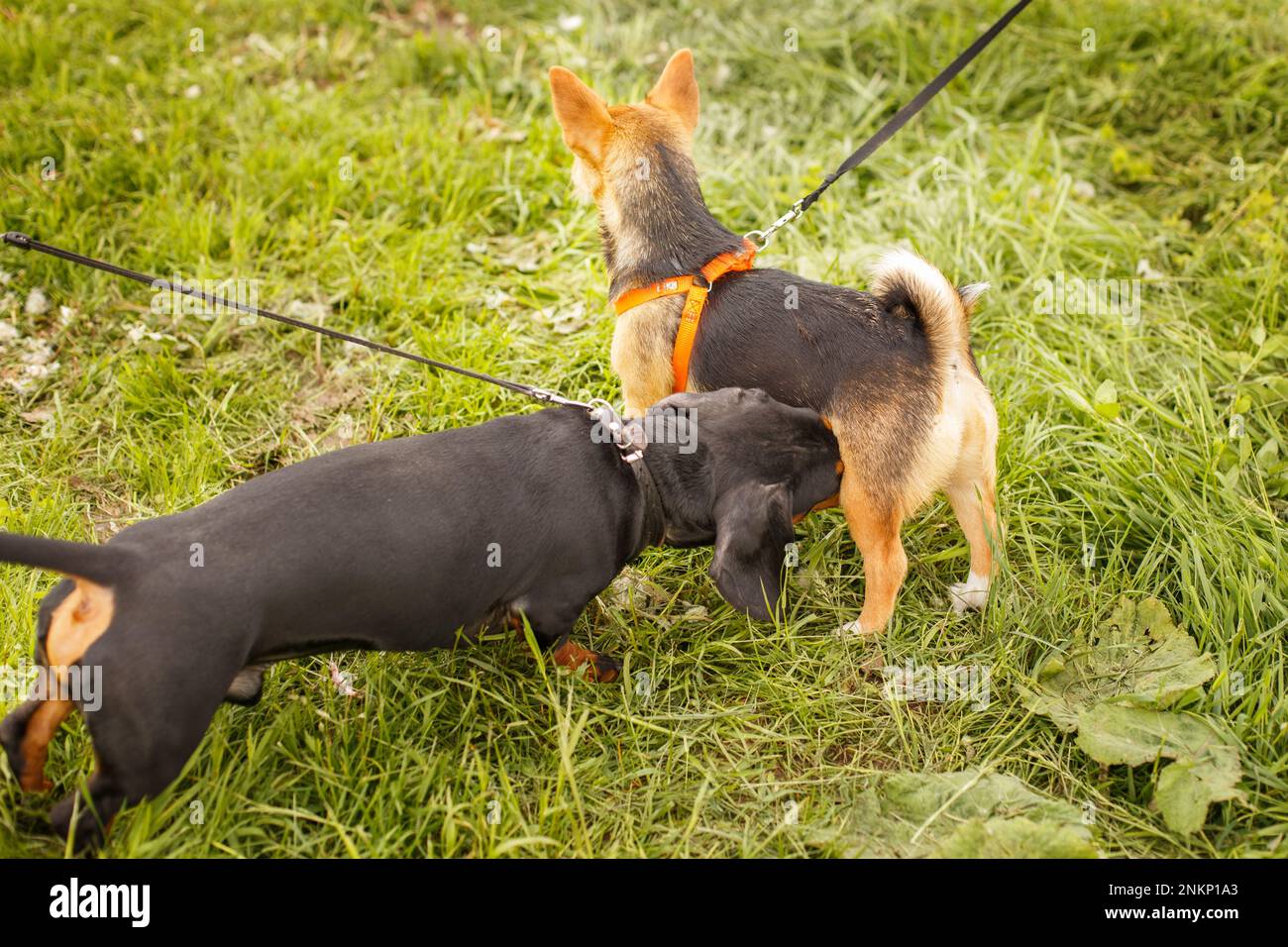 two dogs sniffing each other outside in greeting Stock Photo - Alamy