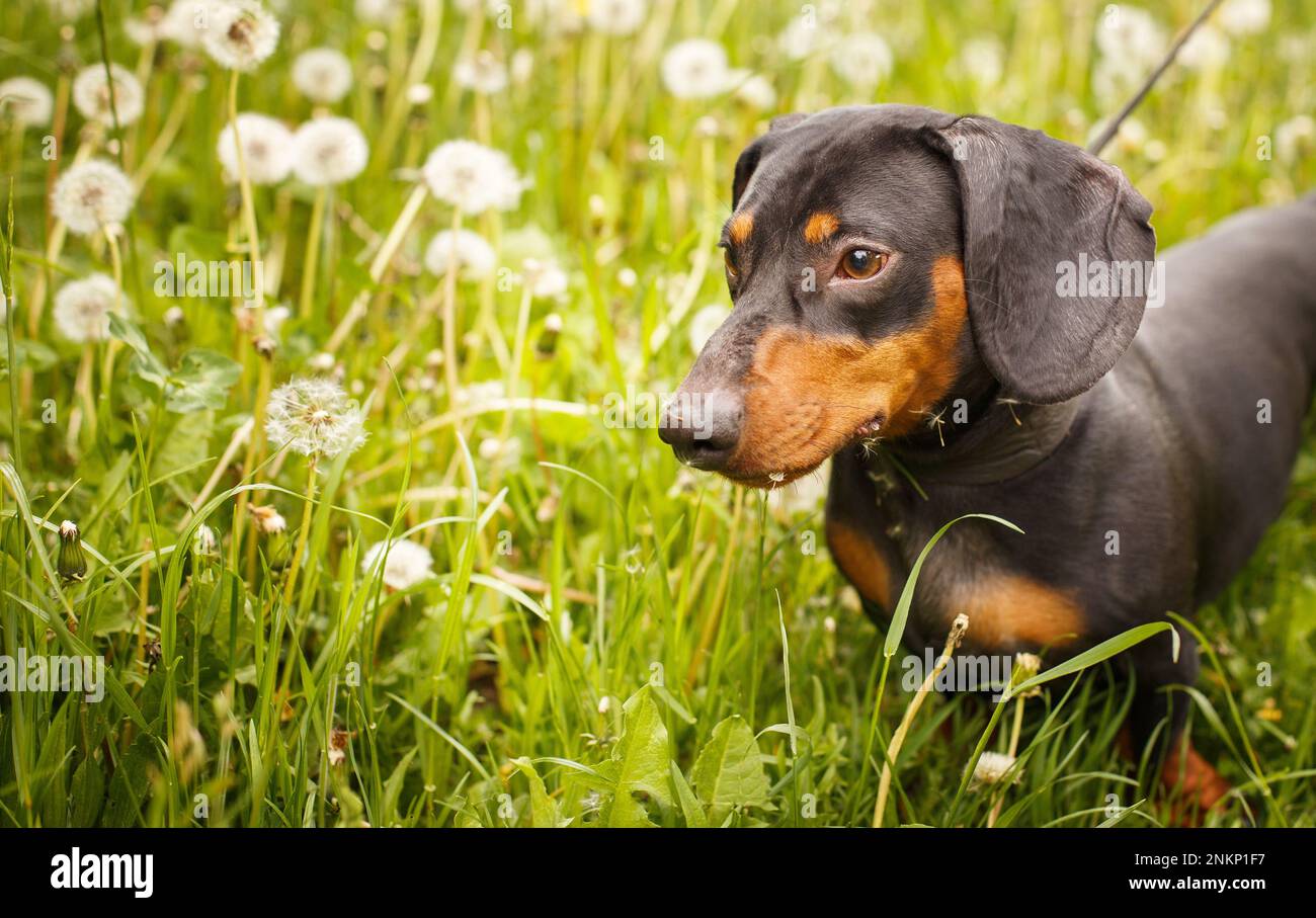 portrait of a cute dachshund dog in a field of dandelions Stock Photo ...