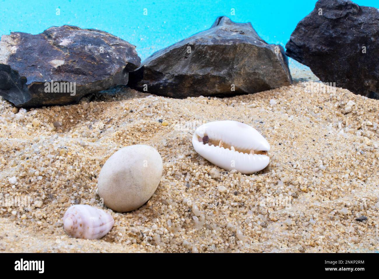 Side view of collection of beach stones rock and shells over sand Stock ...