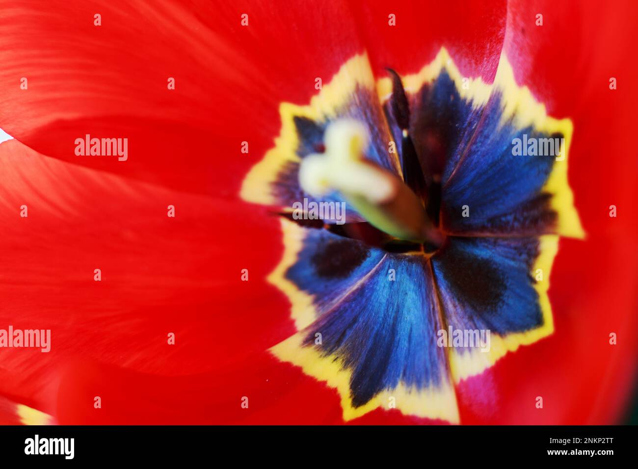 red open tulip. Flower pattern background. tulip pistil macro Stock Photo - Alamy