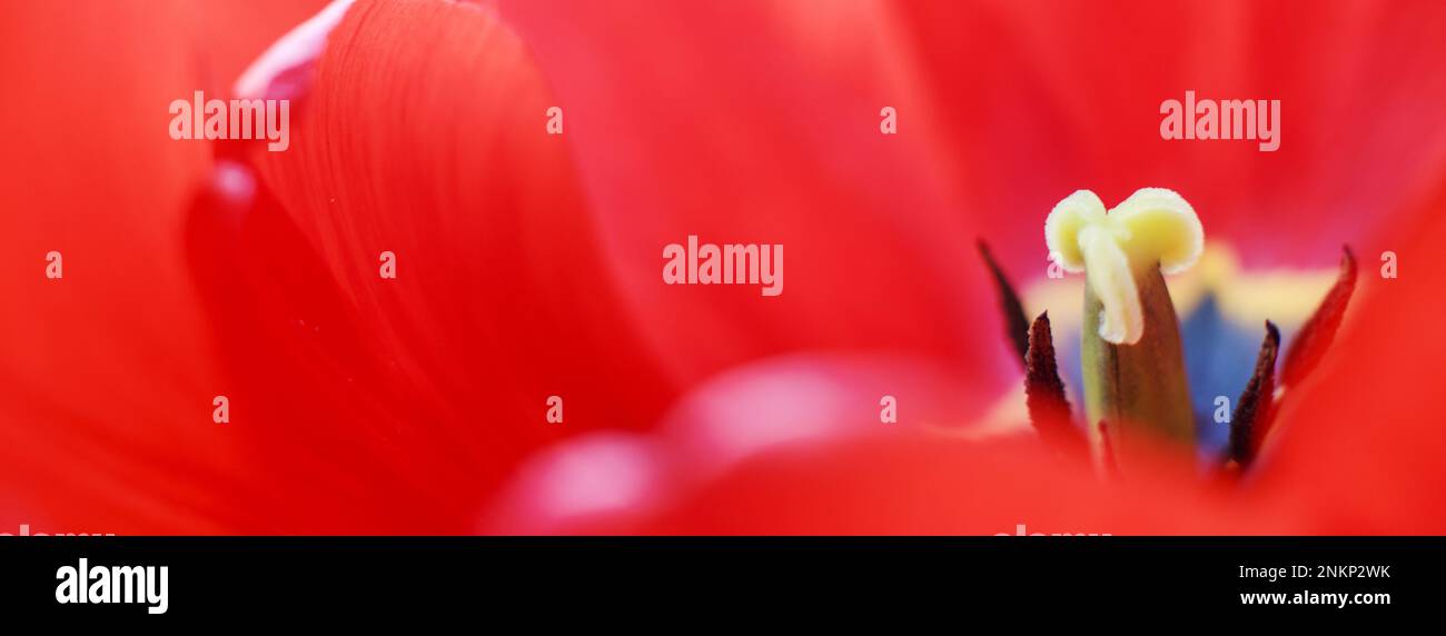 red open tulip. Flower pattern background. tulip pistil macro Stock Photo - Alamy