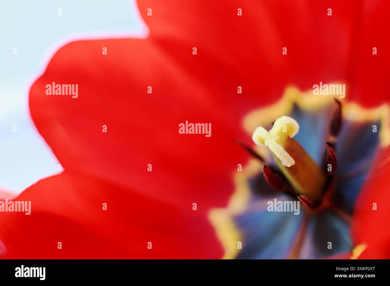 red open tulip. Flower pattern background. tulip pistil macro Stock Photo - Alamy