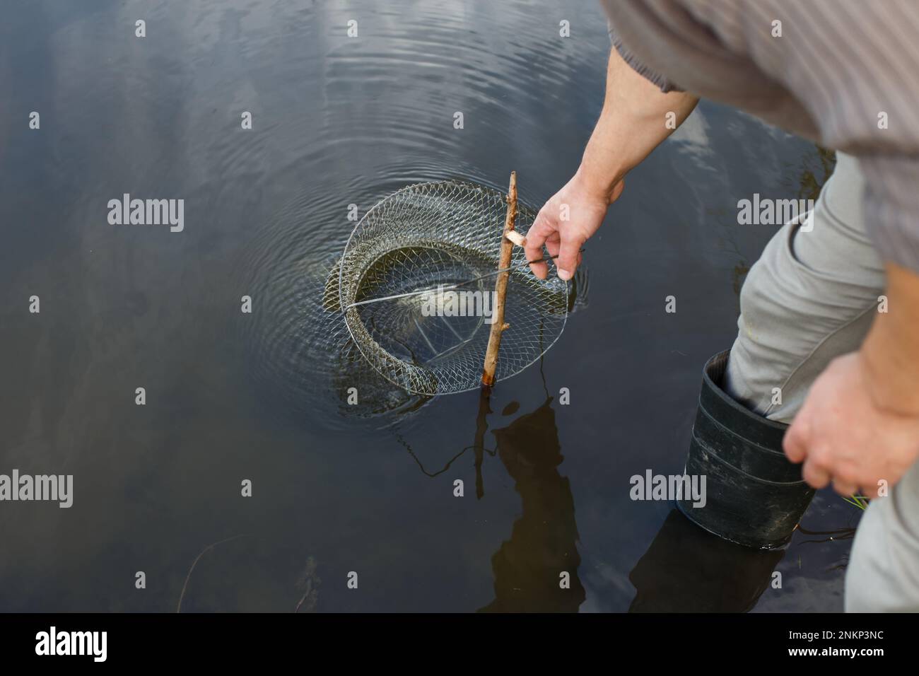 fisherman lifts a fish net. Metal mesh cage is installed in the river ...