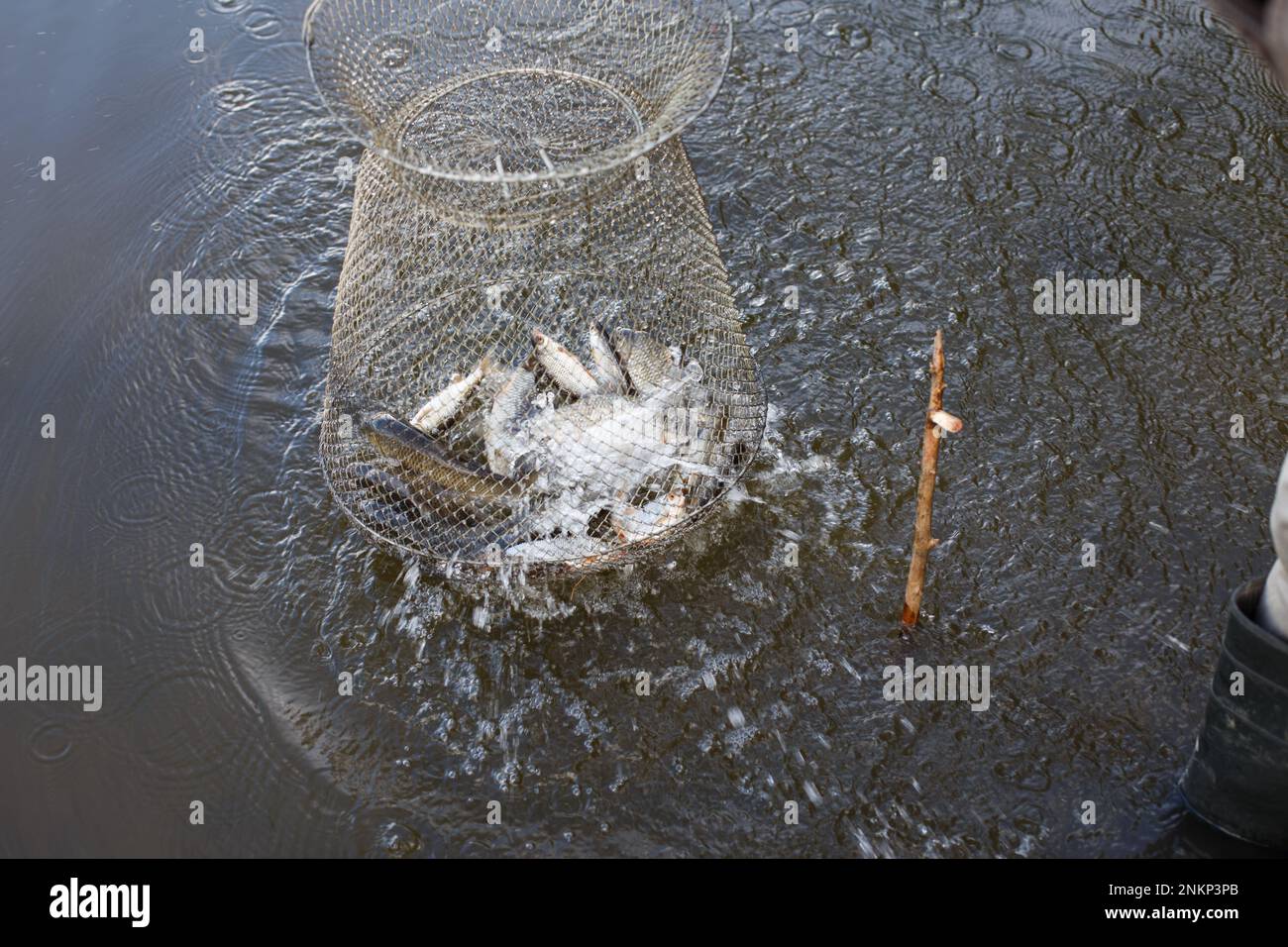 Metal mesh cage for fish is installed in the river water near the shore ...
