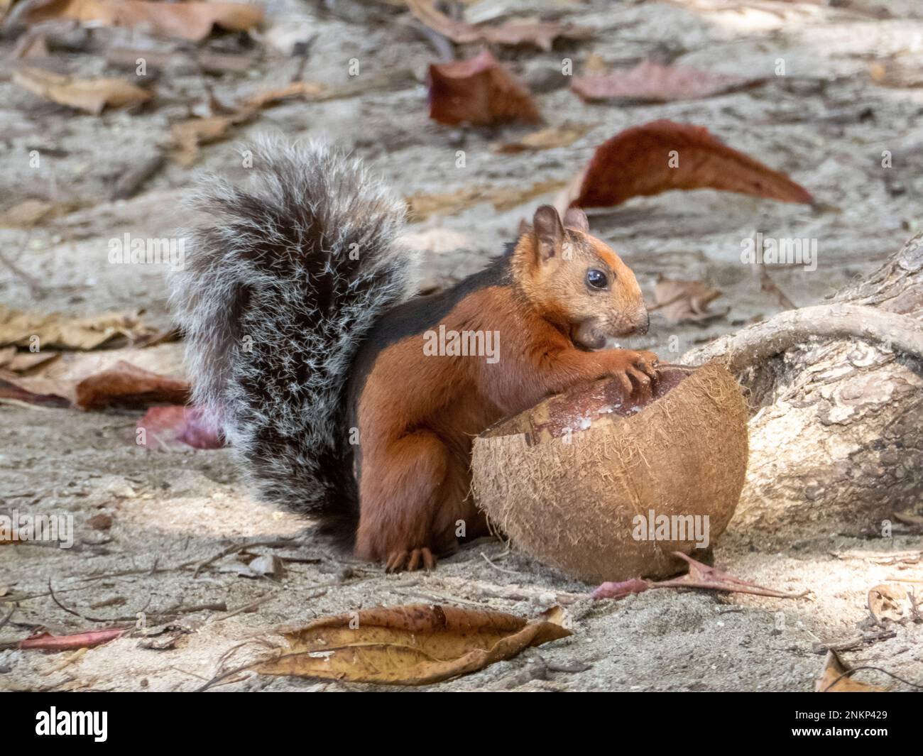 A red squirrel tries to eat from half a coconut shell on the beach in ...