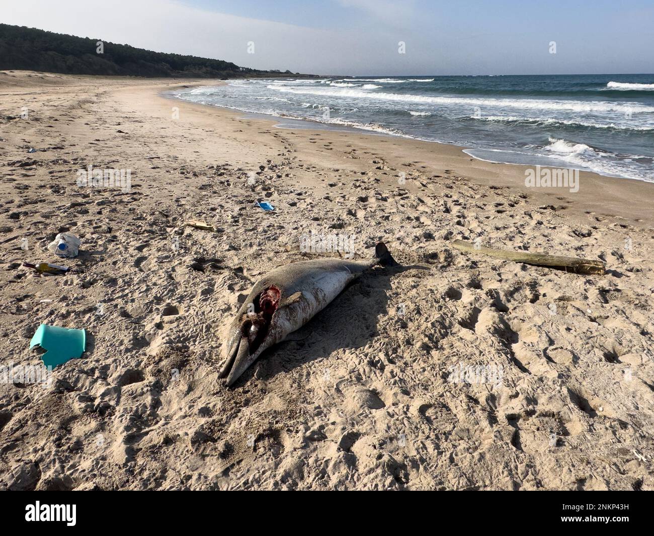 Dead dolphin on the beach. Marine and coastal pollution. Environmental ...