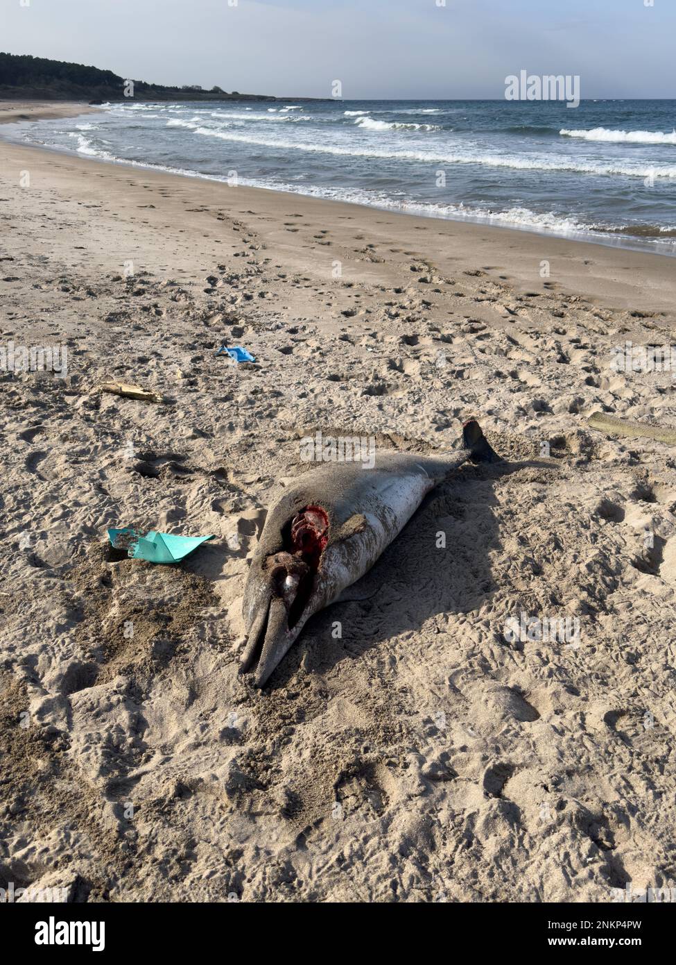 Marine ecosystem destruction hi-res stock photography and images - Alamy