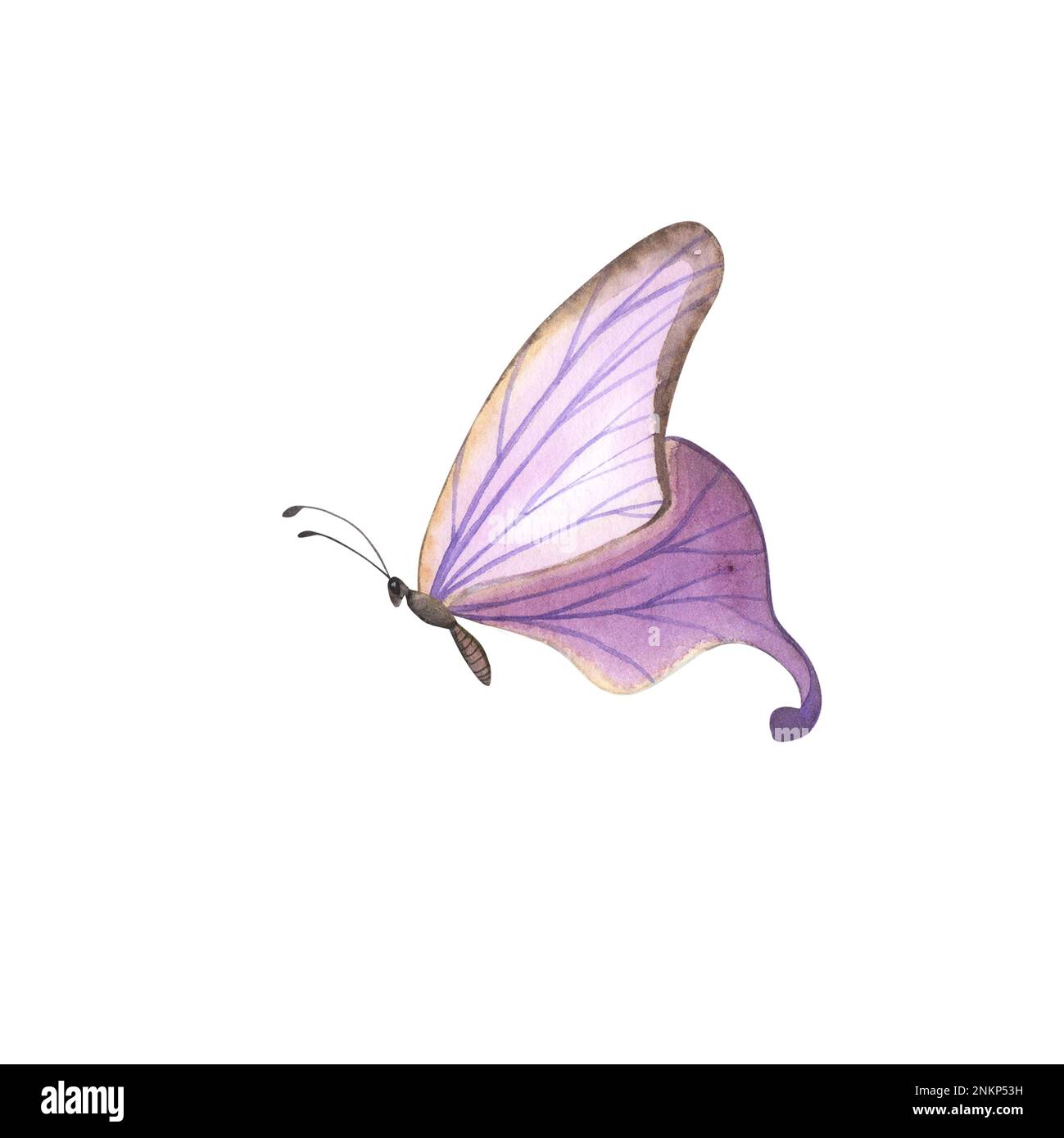 realistic Violet butterfly with detailed wings isolated on white ...