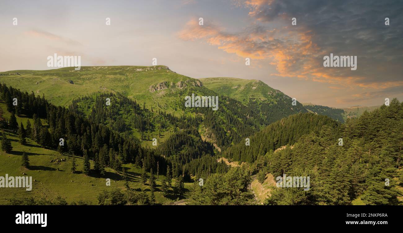Forests on high hills at sunset. Wooded areas of high plateaus. High ...