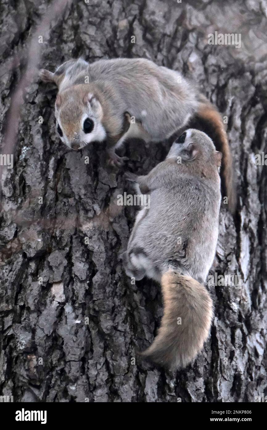 Baby Siberian Flying Squirrel