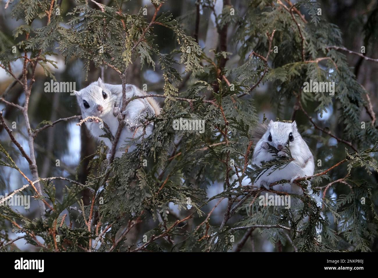 Ezo momonga, known as Siberian flying squirrels spot in the woods in ...