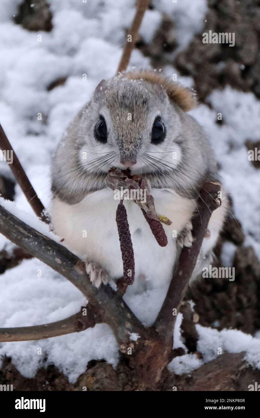 Siberian Flying Squirrel