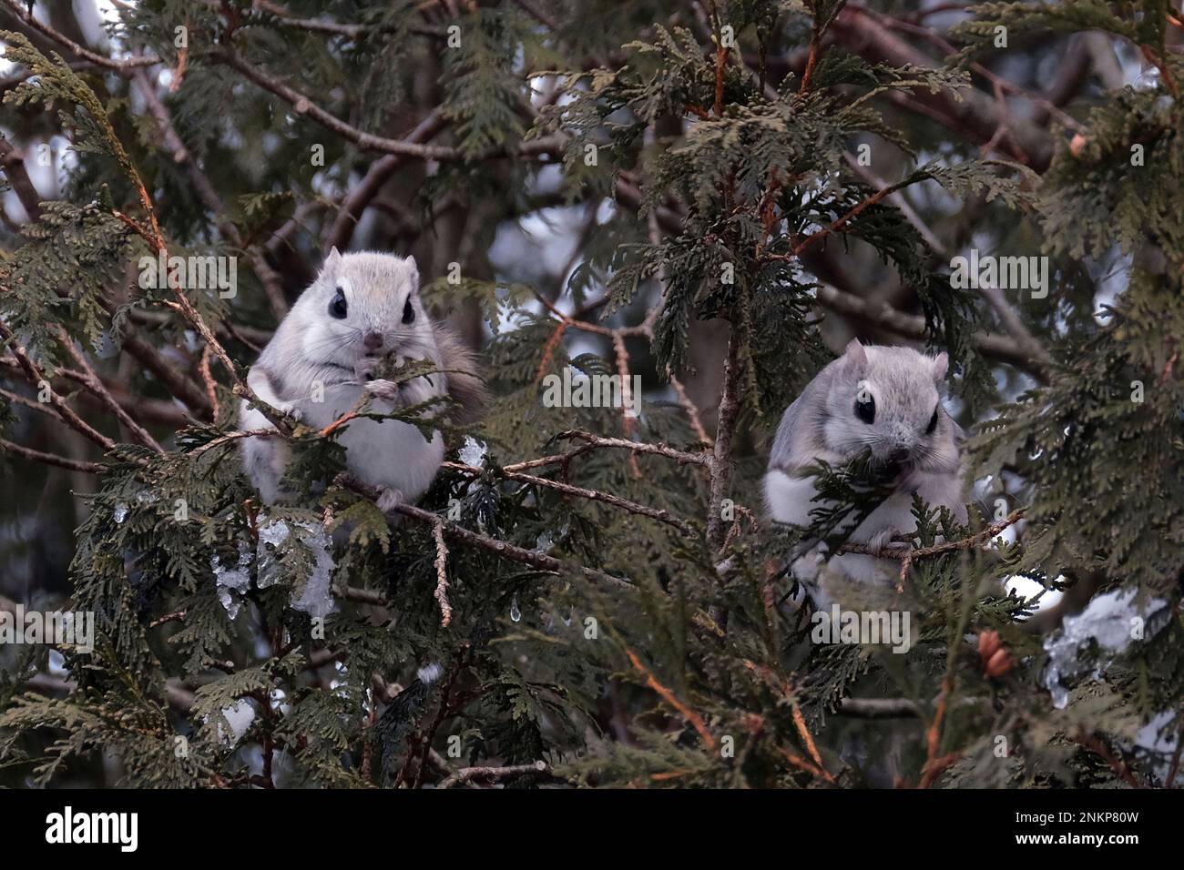 Ezo momonga, known as Siberian flying squirrels spot in the woods in ...