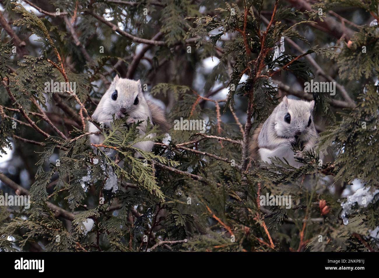 Ezo momonga, known as Siberian flying squirrels spot in the woods in ...